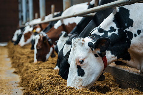 Compound Animal Feed Due Diligence - CPL Business Consultants