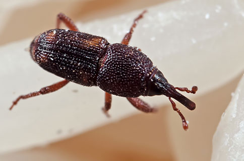 Post-Harvest Insect Control Market - CPL Business Consultants