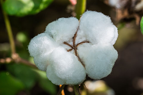 Techniques to Identify Cotton Sources - CPL Business Consultants