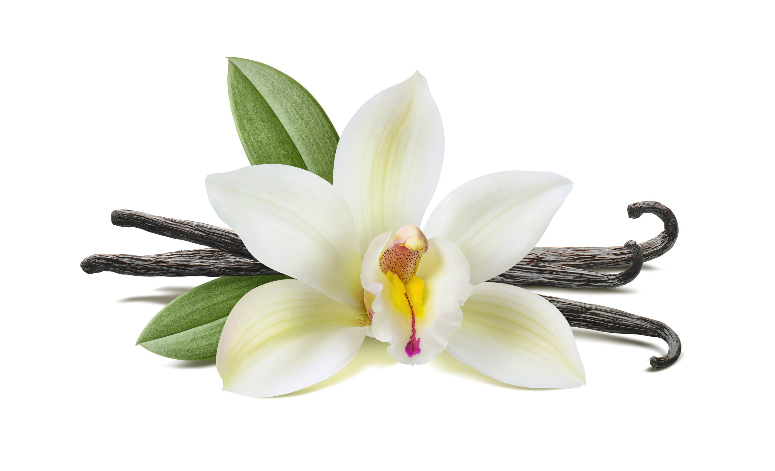 Natural and Sustainable Vanillin Market Potential - CPL Business ...