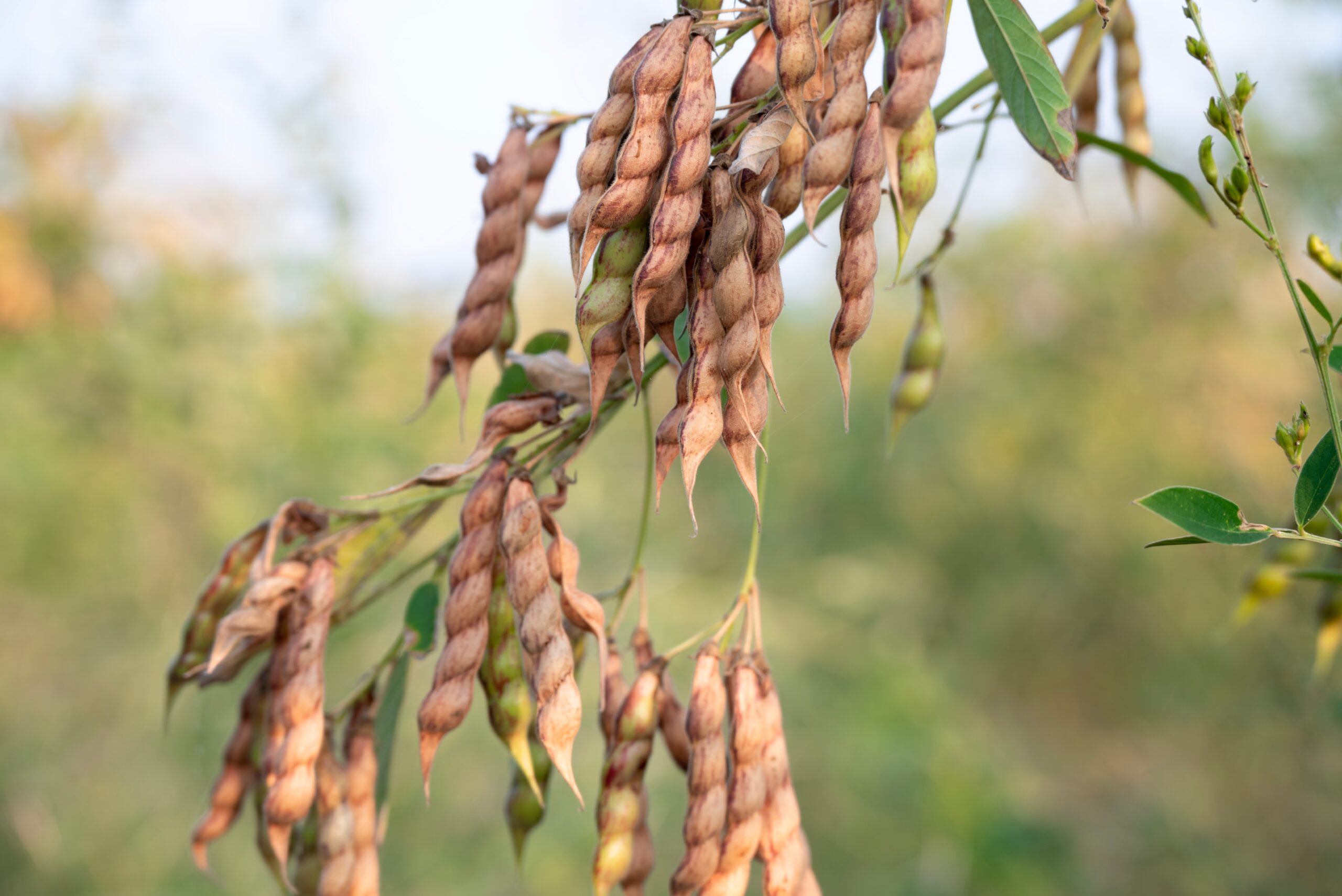 Diversified Ingredients Investment Overview - CPL Business Consultants